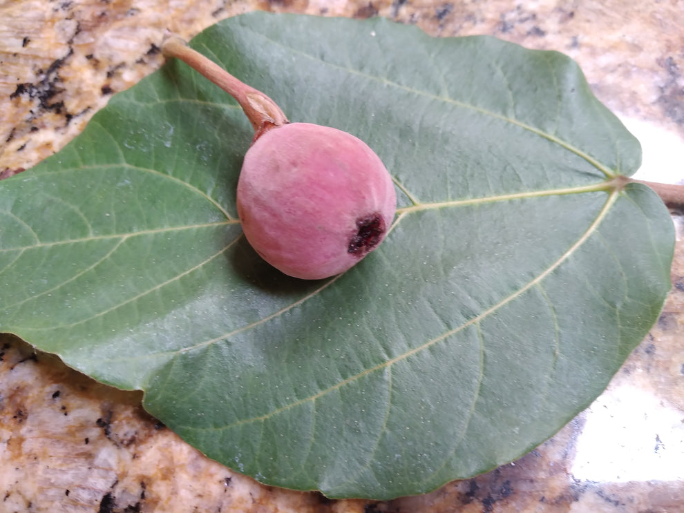Sycamore Fig Tree - Ficus Sycomorus - Shikma Balami - Rare - 3 Live Cu ...