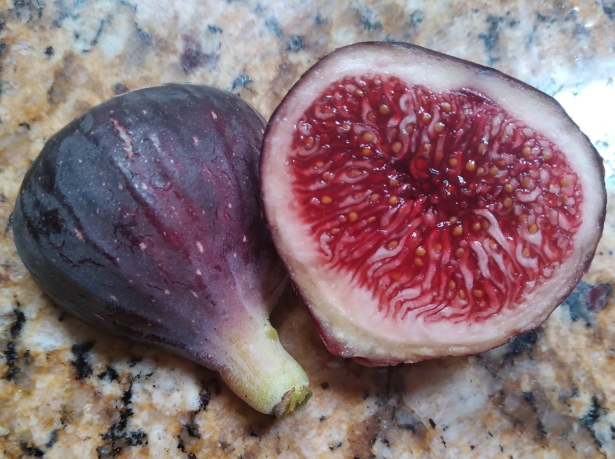 Colonel Littman's Black Cross Fig Tree - 2 Cuttings - Tasty Purple Fig ...