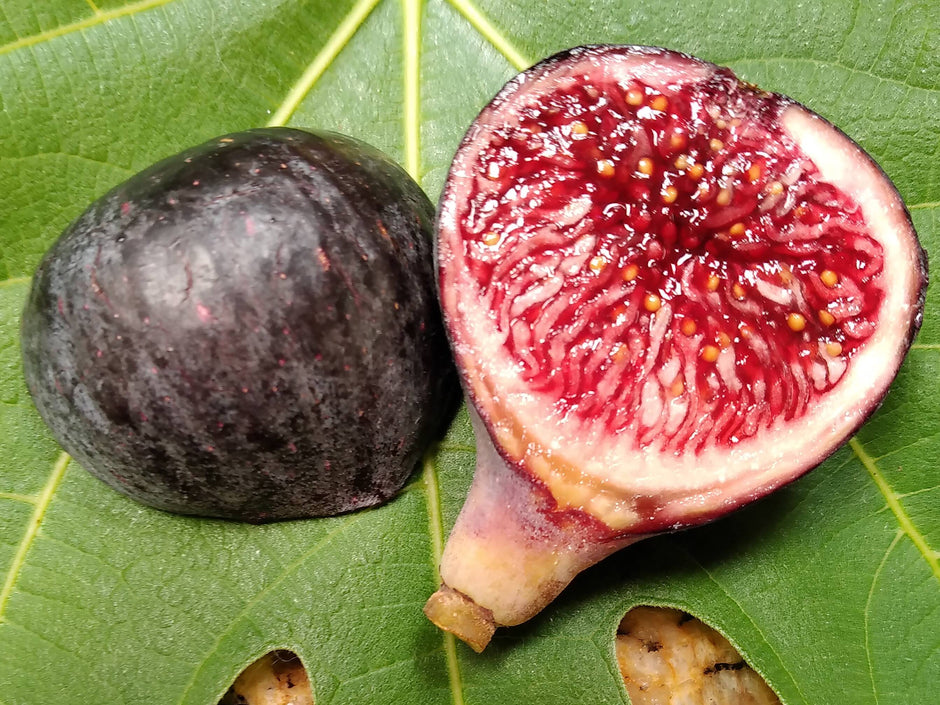 Fig Cuttings – figfair