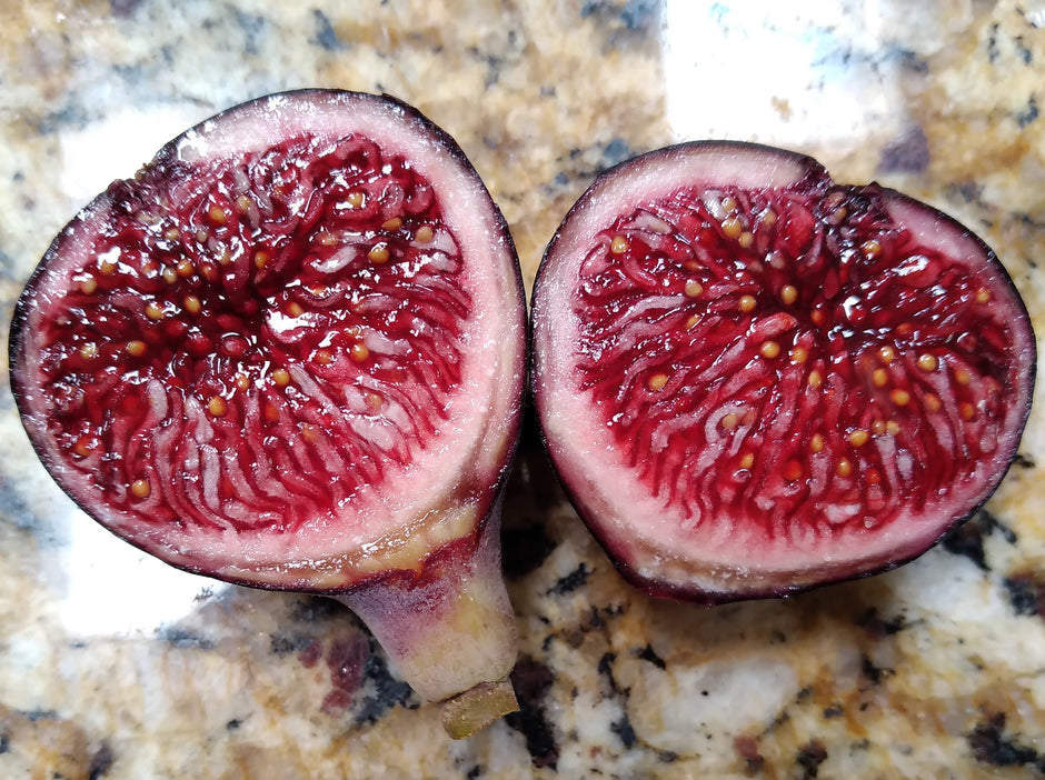 Fig Cuttings – figfair