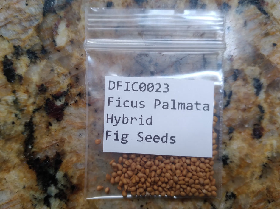 Fig Seeds – figfair