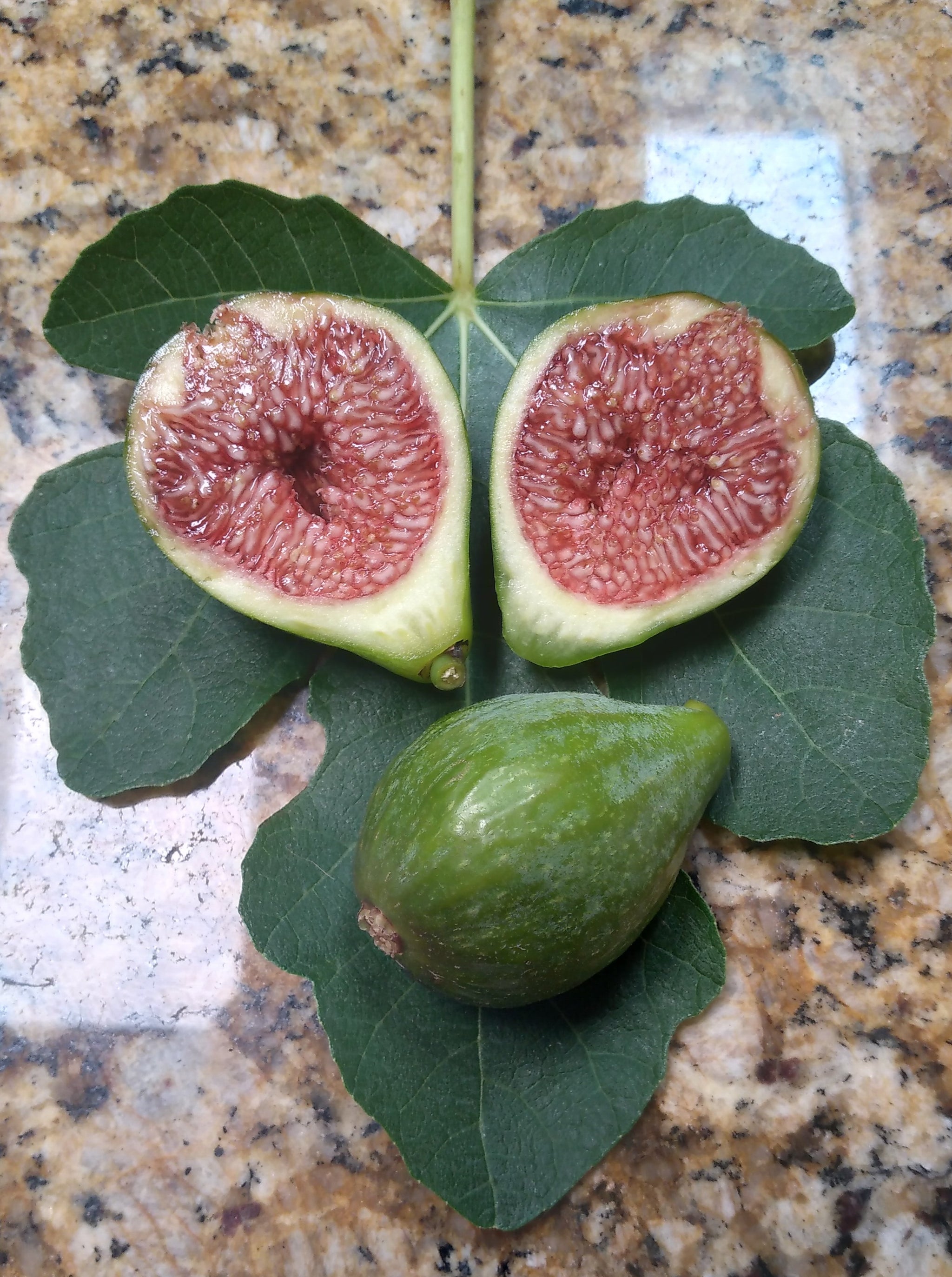 Desert King Fig - 2 Cuttings - Early Ripening Delicious Green Figs ...