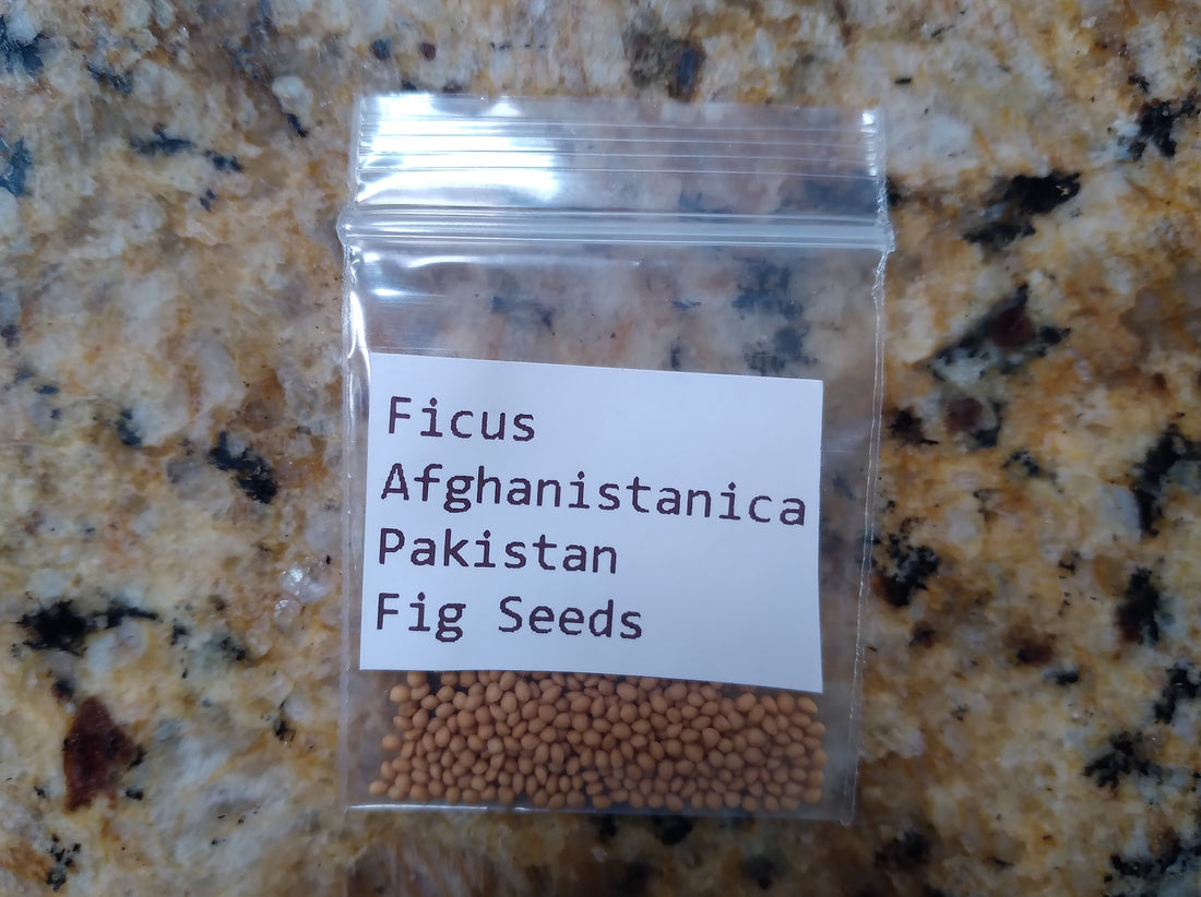 Ficus Afghanistanica Fig - Pakistani - 50 Fig Seeds – figfair