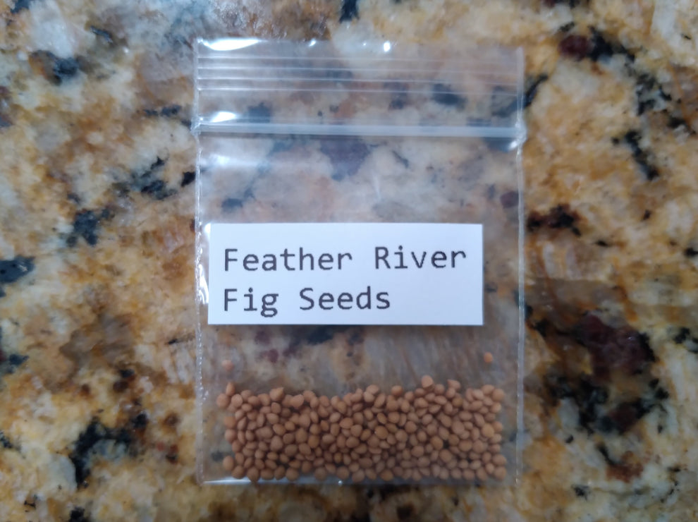 Feather River Fig Tree - 50 Seeds - Easy to Grow from Seed – figfair