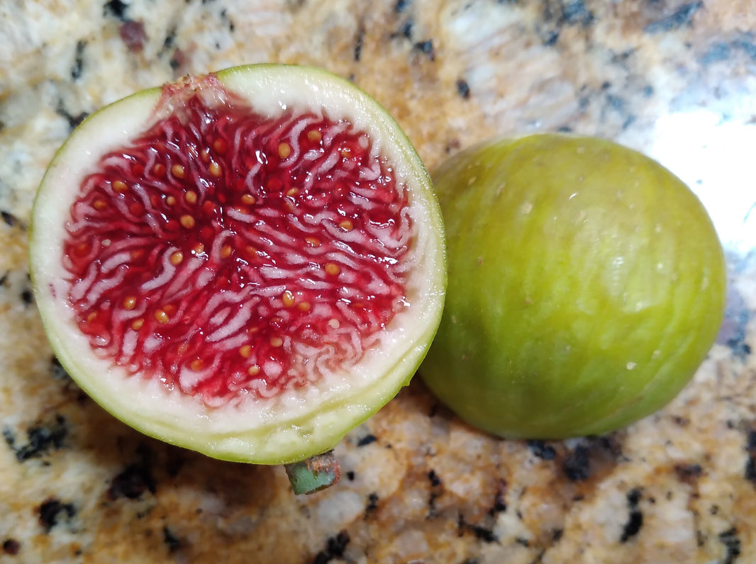 Fig Cuttings – figfair