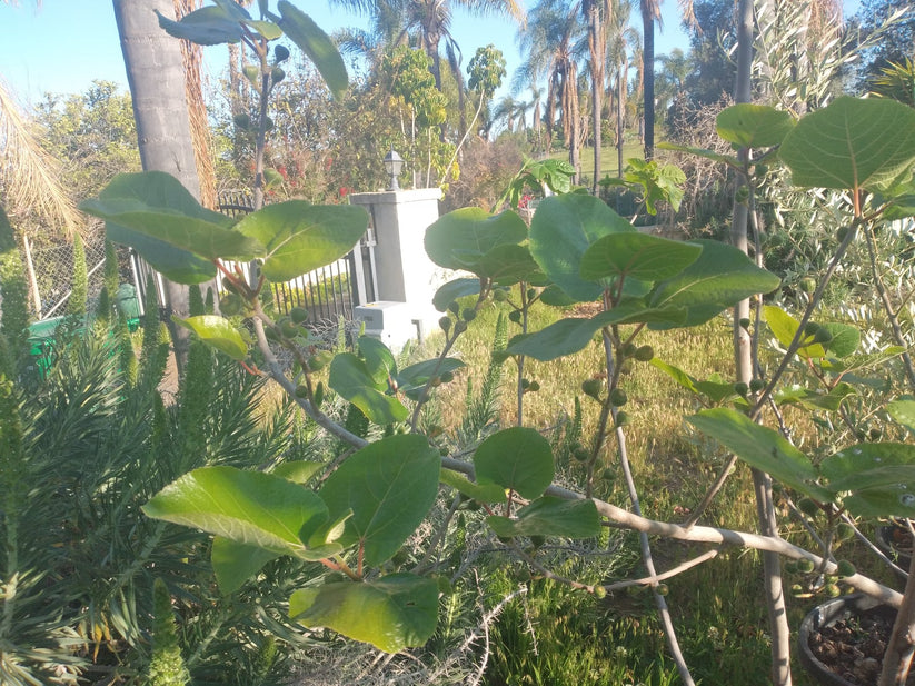 Ficus Palmata Icebox Caprifig Male Fig - 2 Cuttings - Wasp or Hand Pol ...