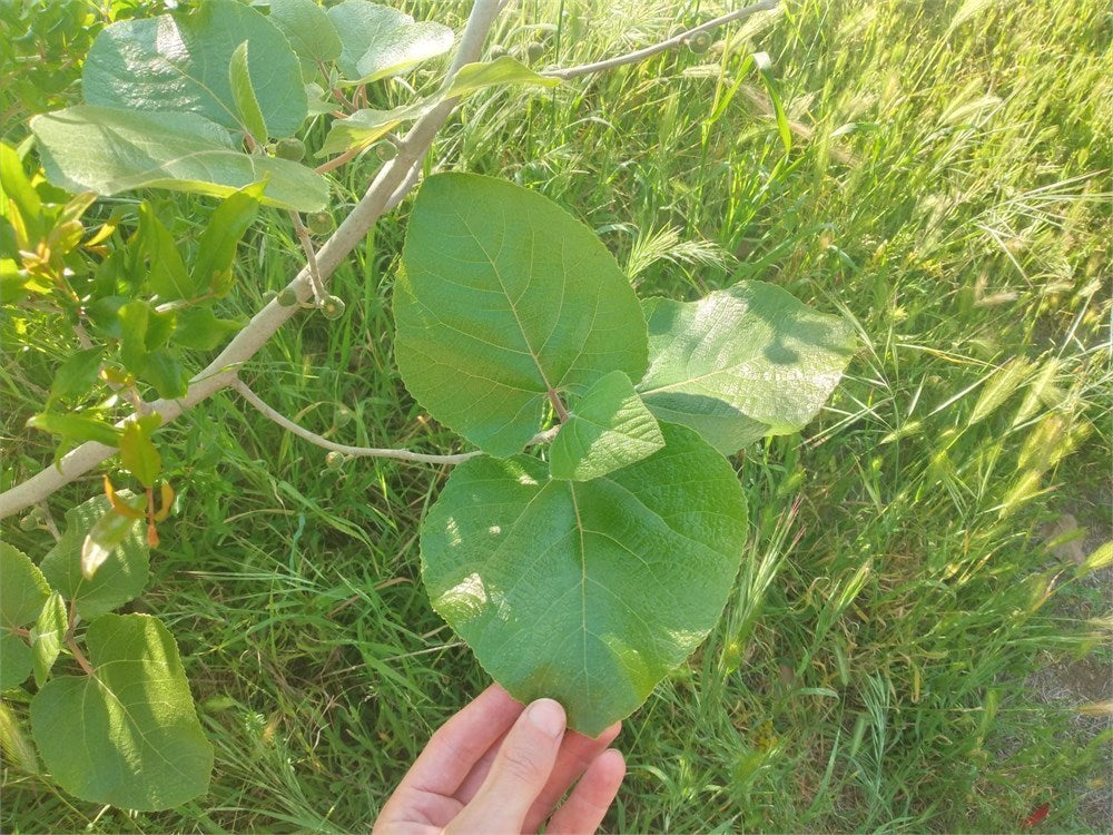 Ficus Palmata Icebox Caprifig Male Fig - 2 Cuttings - Wasp or Hand Pol ...