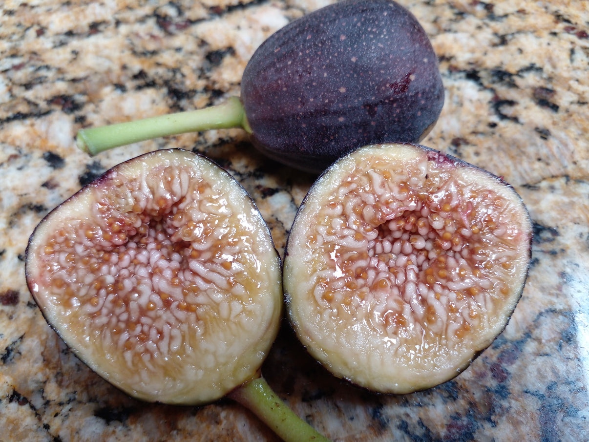 Iraqi Fig - 50 Seeds - Easy to Grow from Seed – figfair