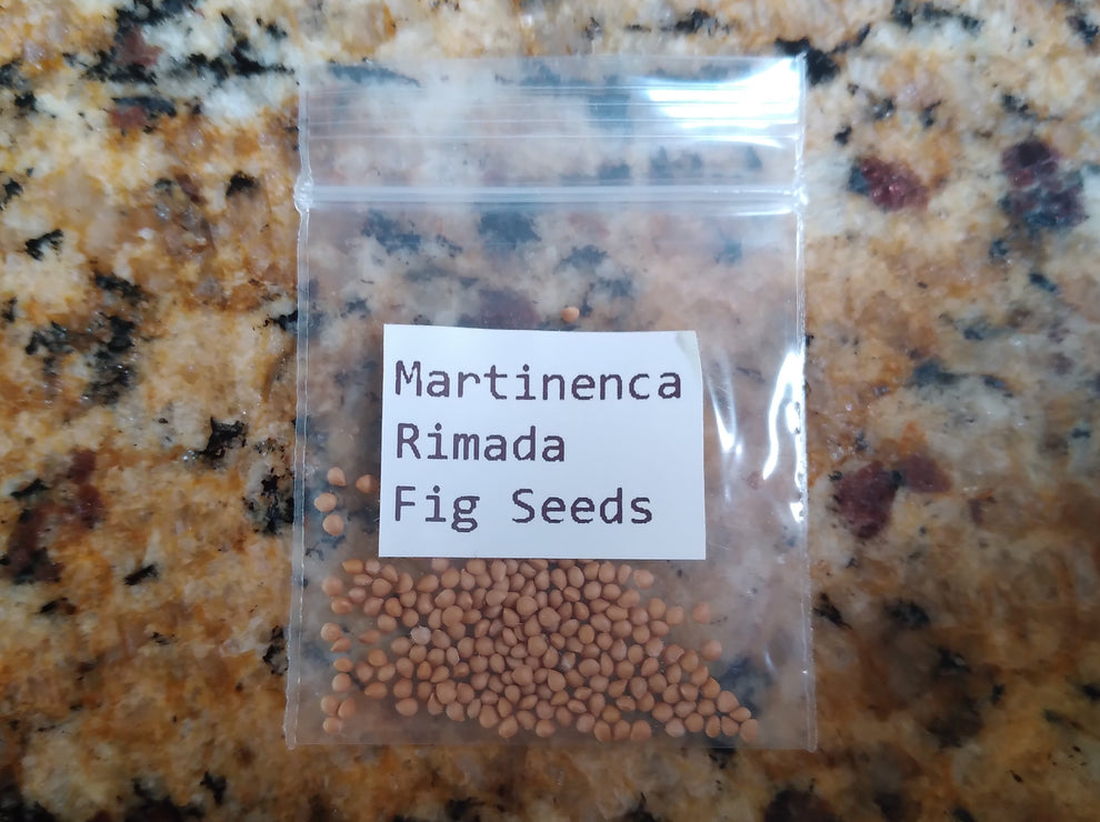 Martinenca Rimada Fig Tree - 50 Seeds - Easy to Grow from Seed - High ...