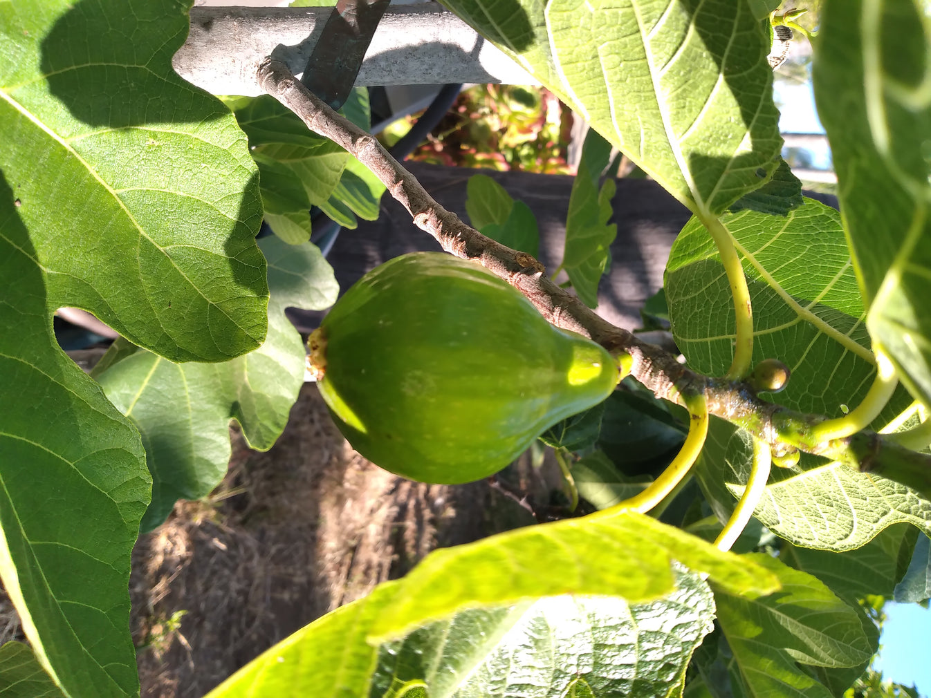 Narragansett Fig Tree - 2 Cuttings - Early Breba Figs with Honey Berry ...