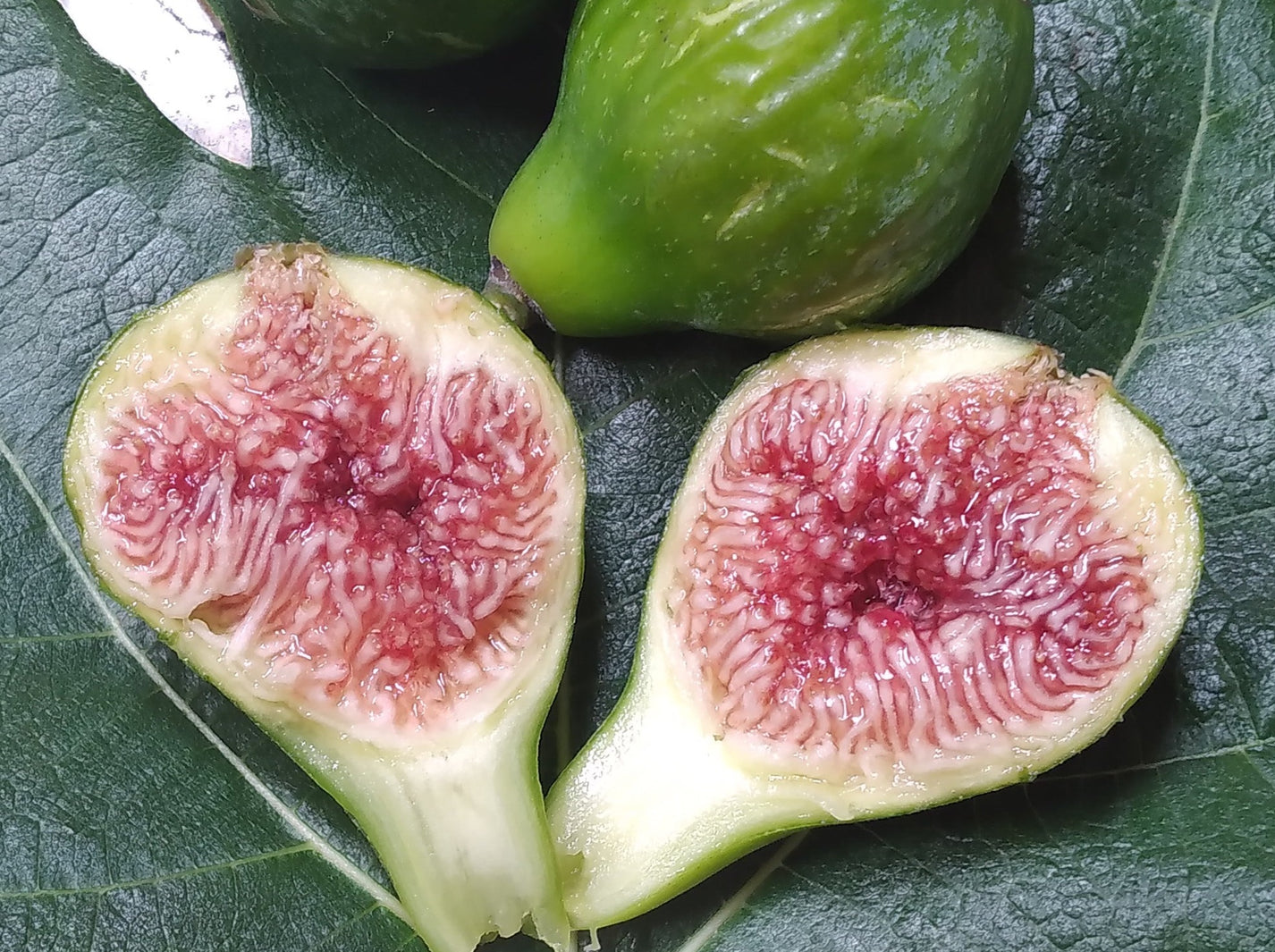 Narragansett Fig Tree - 2 Cuttings - Early Breba Figs with Honey Berry ...