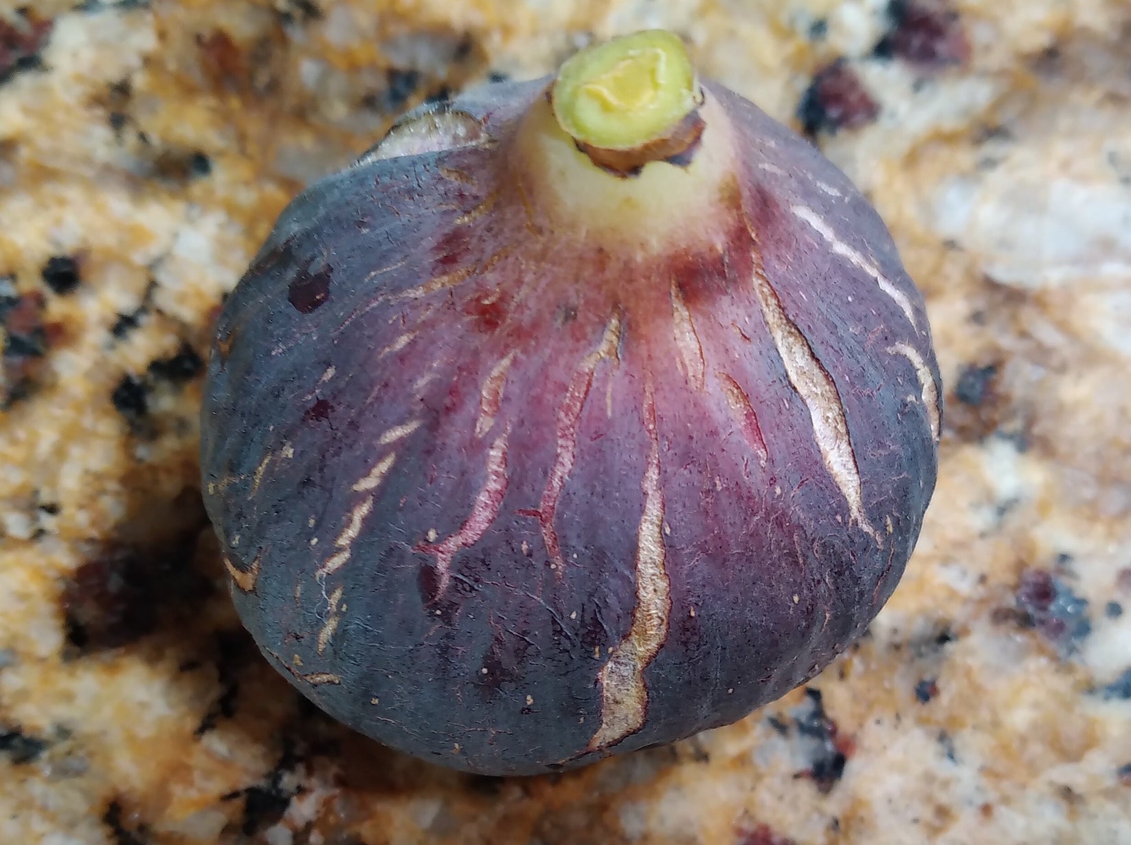 Negra d' Agde Fig Tree - 2 Cuttings - Tasty Purple French Fig Variety ...