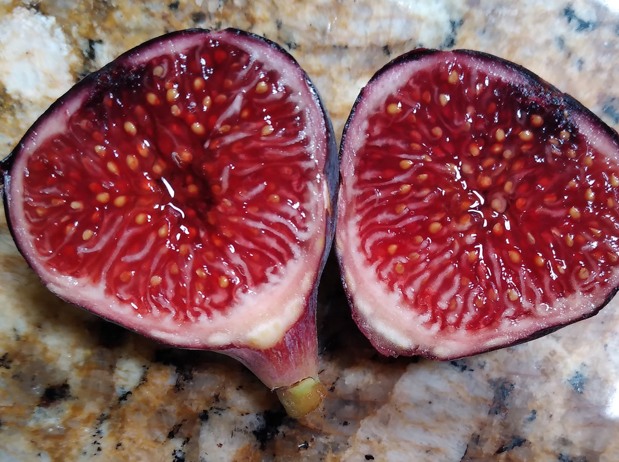 Negra d' Agde Fig Tree - 50 Seeds - Easy to Grow from Seed – figfair