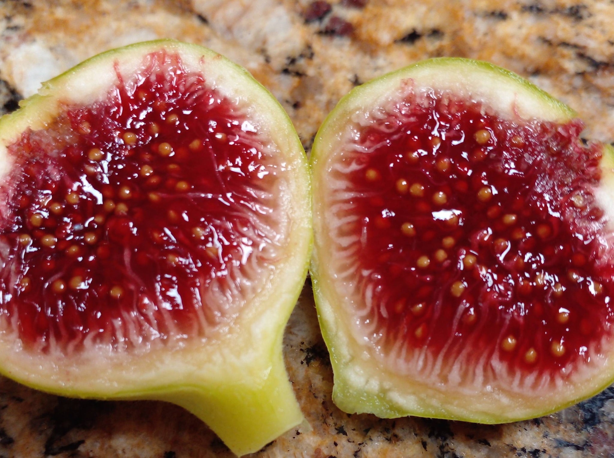 Ficus Palmata N1 Fig Tree - 50 Fig Seeds - Easy to Grow From Seed – figfair