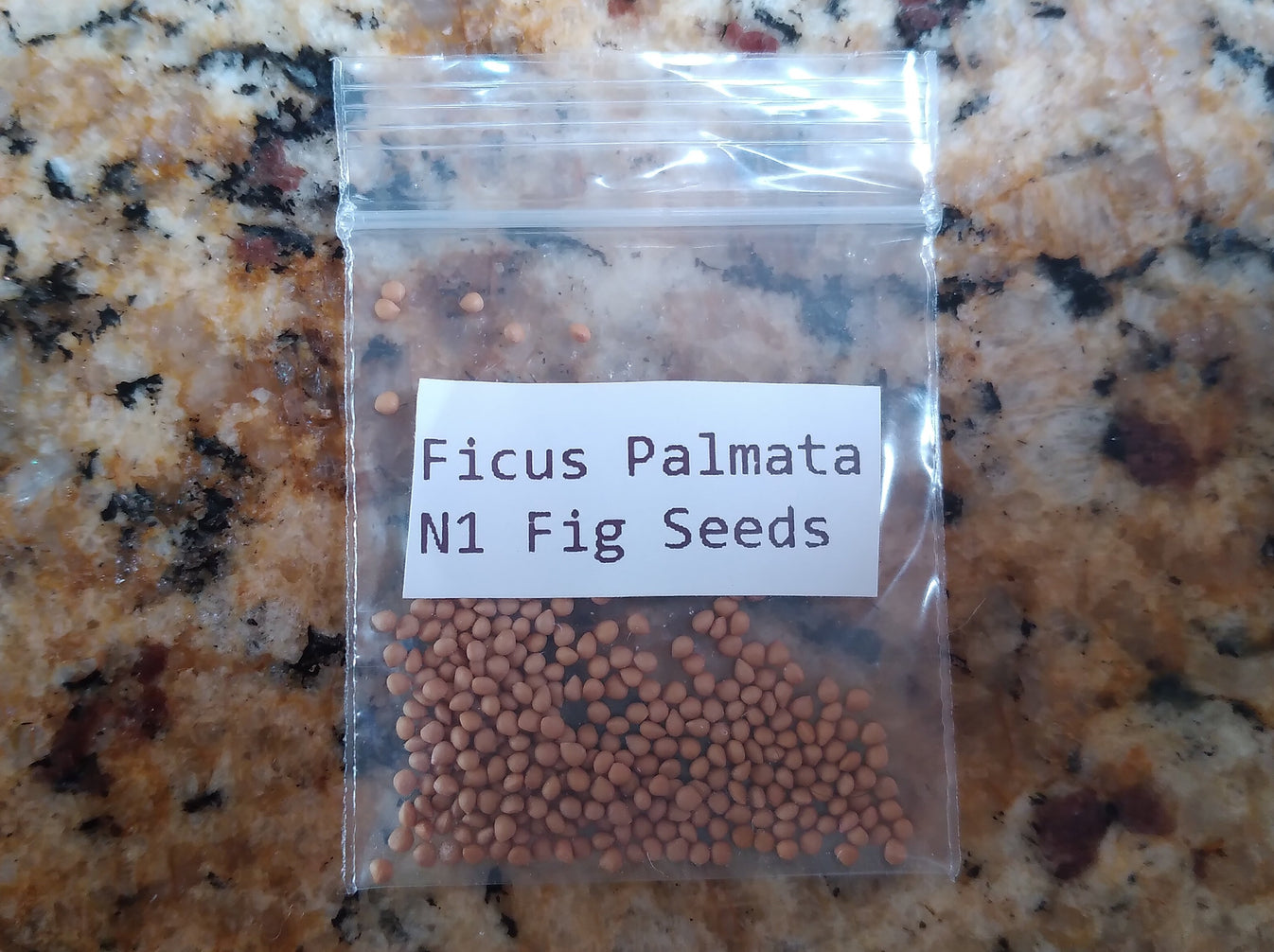 Ficus Palmata N1 Fig Tree - 50 Fig Seeds - Easy to Grow From Seed – figfair
