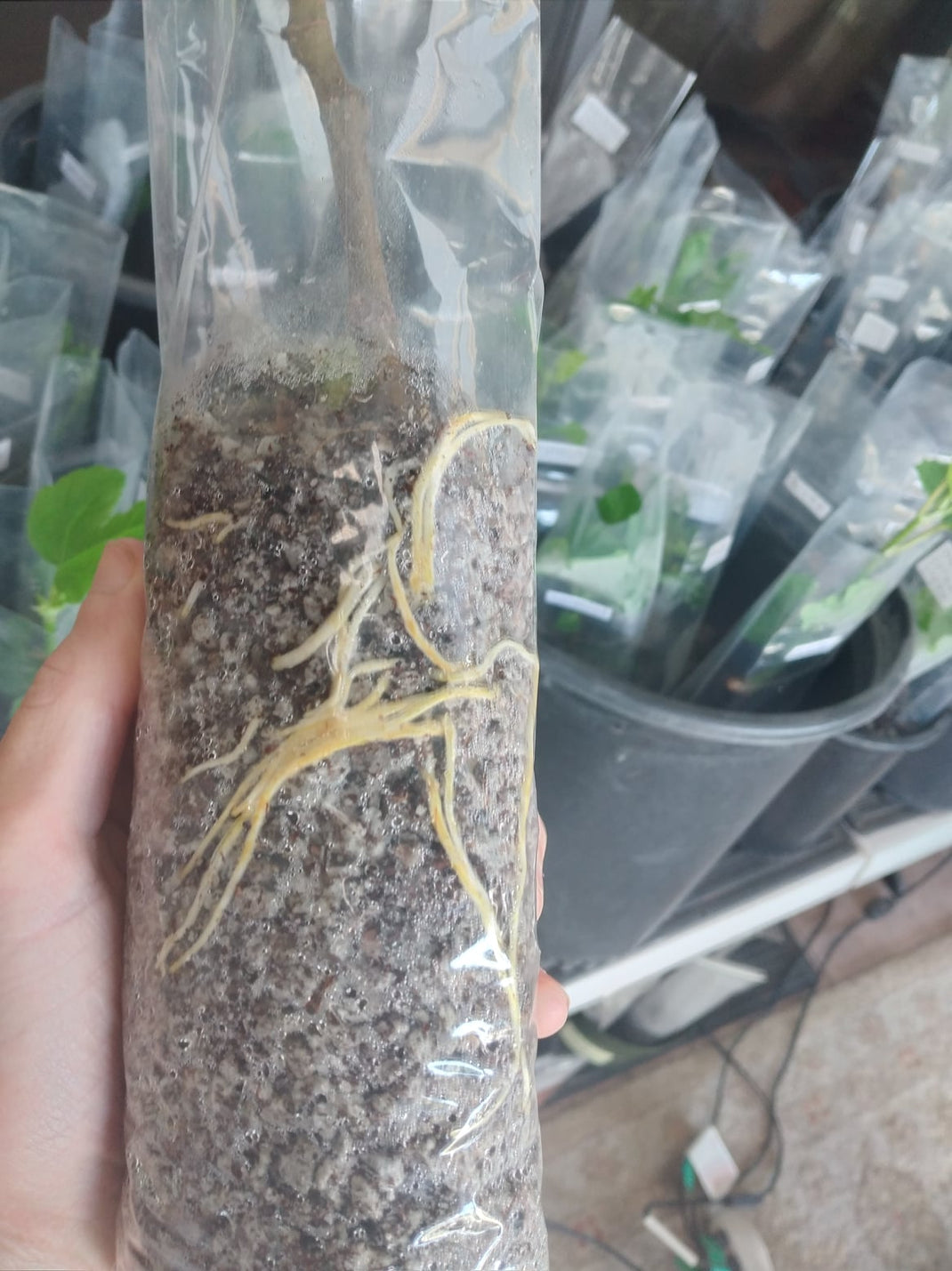 Italian 258 Fig Tree - 2 Cuttings - i-258 Tasty Purple Figs i258 – figfair