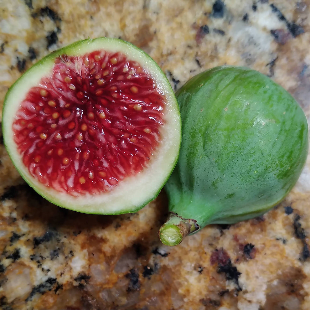 Strawberry Verte Fig Tree in a 3.3-inch Pot - Delicious Green Figs ...