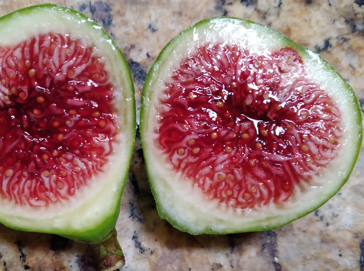 Strawberry Verte Fig Tree - 2 Cuttings - Easy to Root - Tasty Figs ...