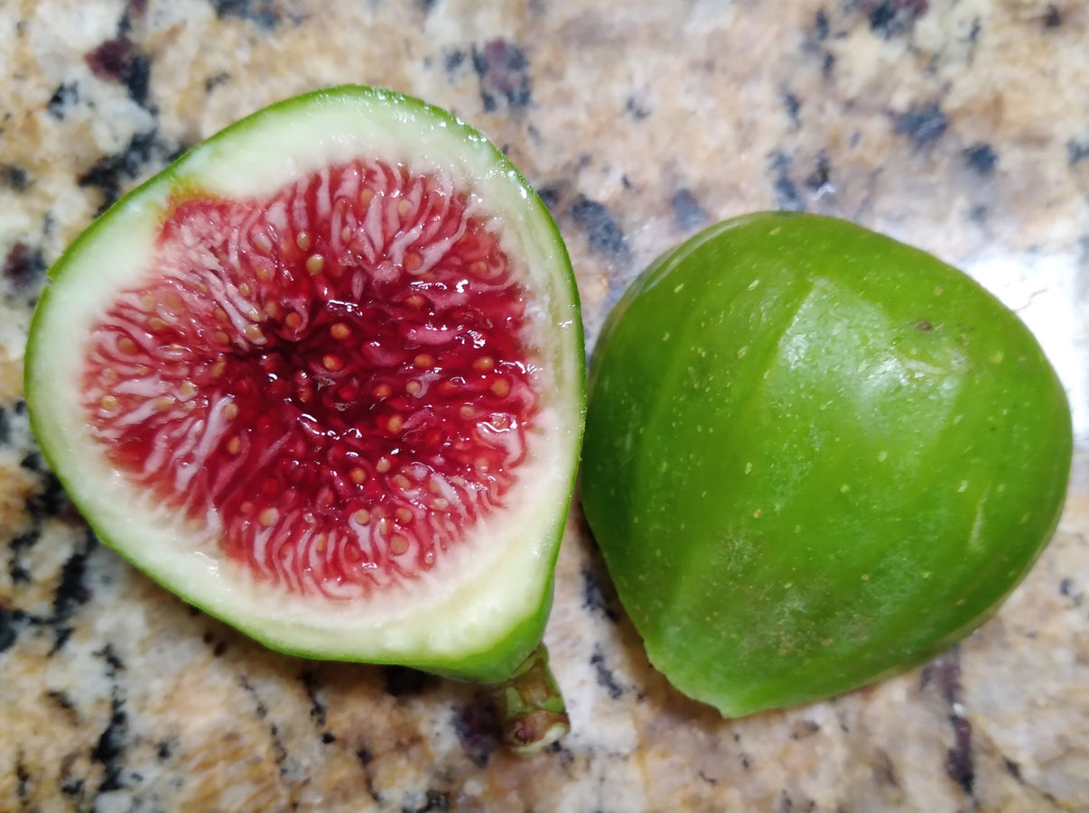 Strawberry Verte Fig Tree - 2 Cuttings - Easy to Root - Tasty Figs ...