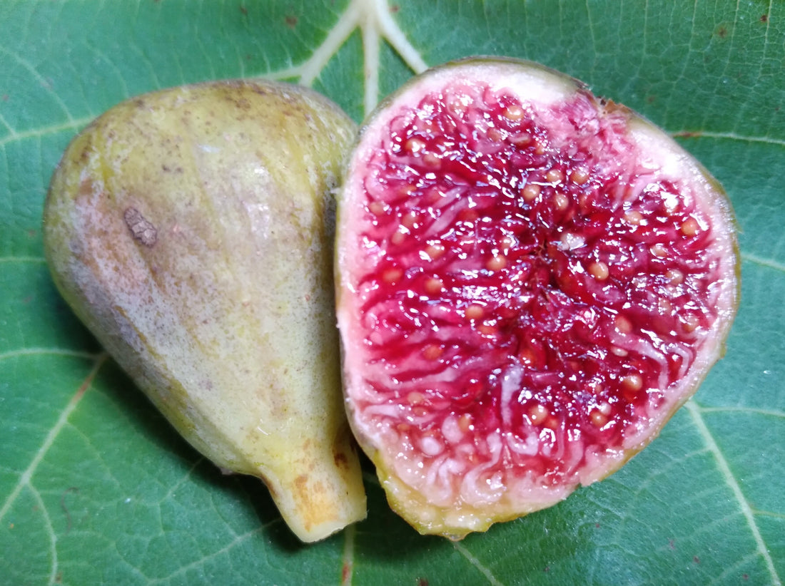 Sucrette Fig Tree - 2 Cuttings - Tasty French Variety – figfair