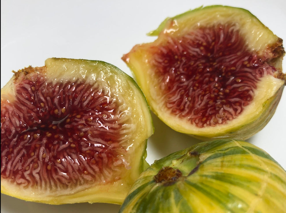 Panache Fig aka Tiger Stripe Fig Tree - 2-Cuttings - Delicious Variega ...