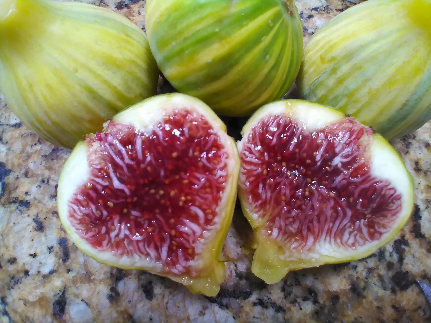 Panache Fig aka Tiger Stripe Fig Tree - 2-Cuttings - Delicious Variega ...
