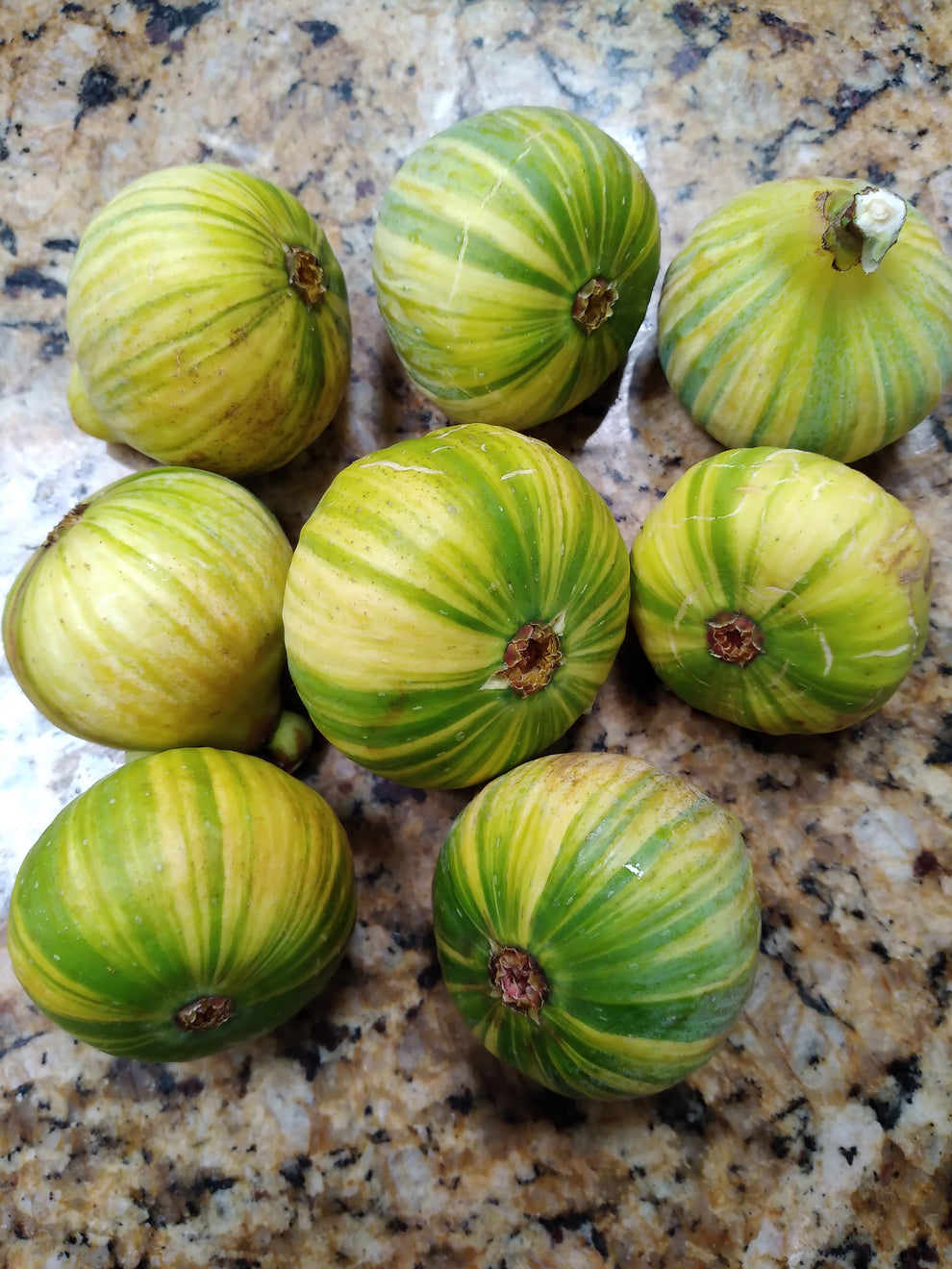 Panache Fig aka Tiger Stripe Fig Tree - 2-Cuttings - Delicious Variega ...