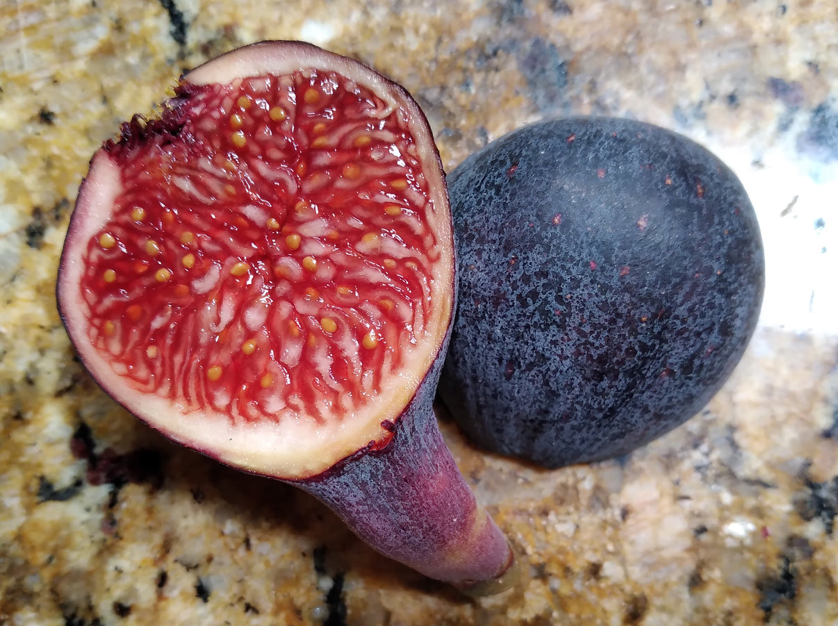 Zidi Fig Tree - 2 Cuttings - Tunisian Variety - Rich Berry Flavor Figs ...