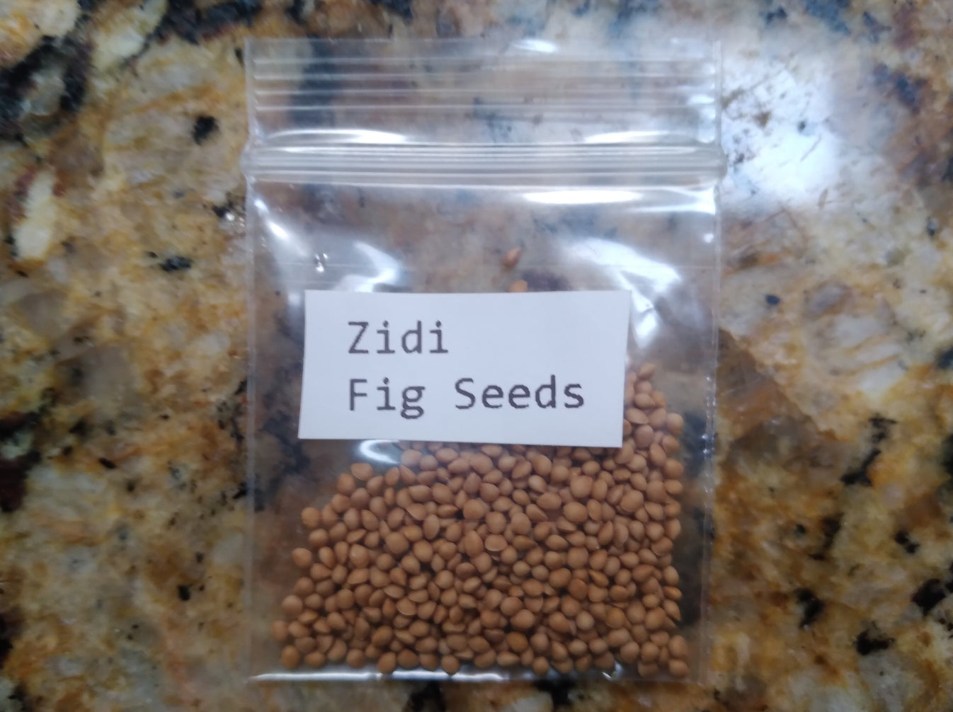Zidi Fig Tree - 50 Seeds - High Germination Rate – figfair