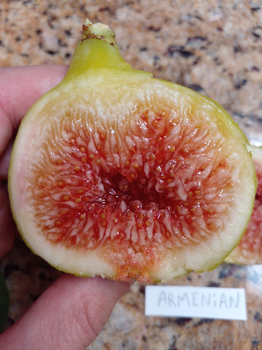 Armenian Fig - 2 Cuttings - Large Yellow Figs with Refreshing Melon Fl ...
