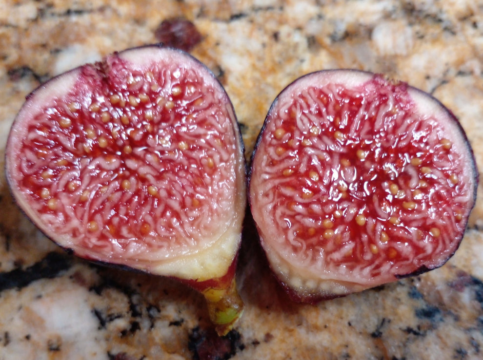 Albanian Black Cherry Fig - 2 Cuttings - Small Figs with Nice Berry Fl ...