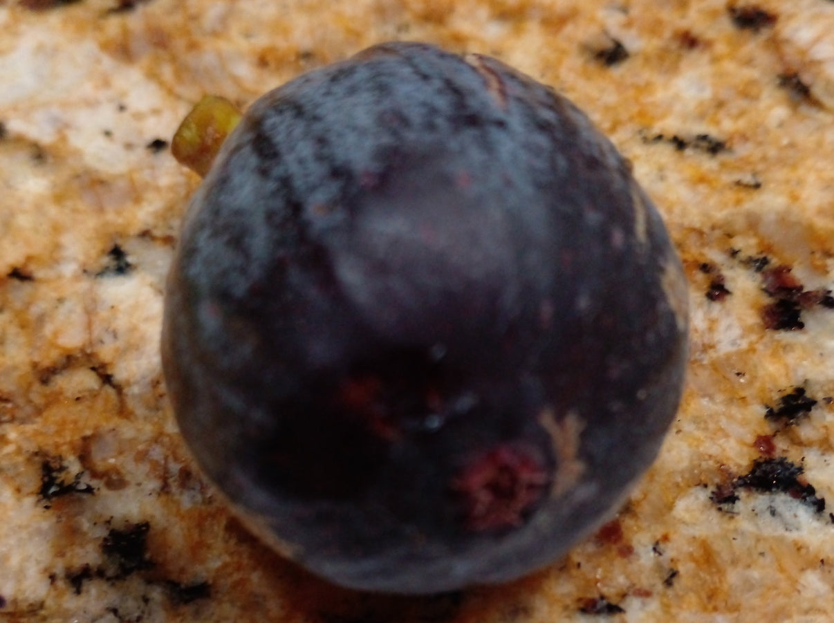 Albanian Black Cherry Fig - 2 Cuttings - Small Figs with Nice Berry Fl ...