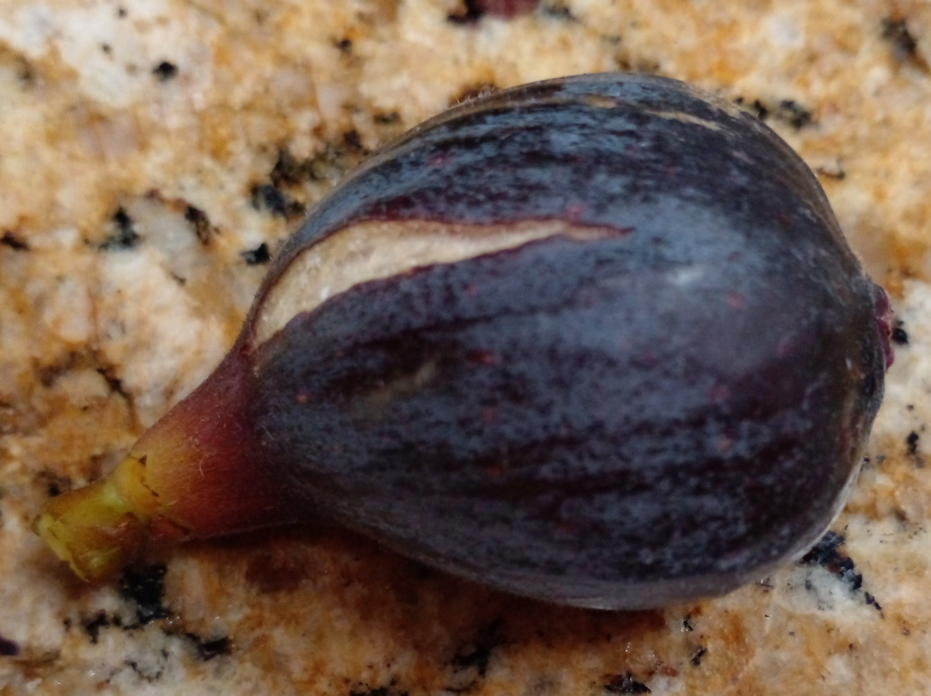 Albanian Black Cherry Fig - 2 Cuttings - Small Figs with Nice Berry Fl – figfair