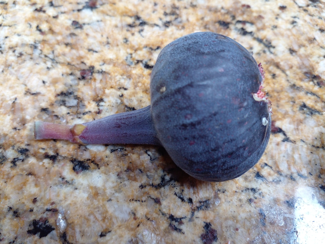 Cherry Cordial Fig Tree - 2 Cuttings - Sweet Tangy Berry Flavor Figs – figfair