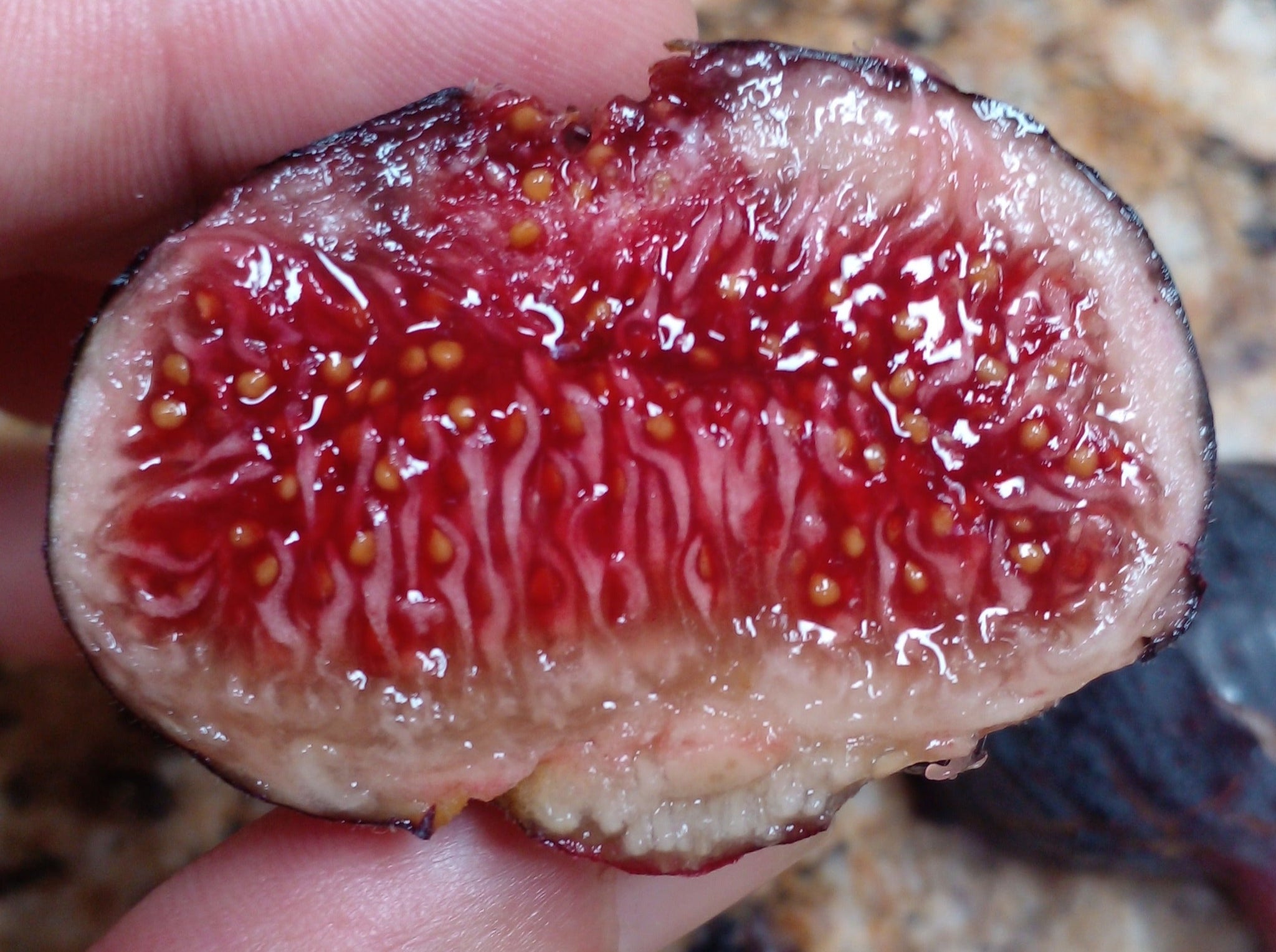 Cherry Cordial Fig Tree - 2 Cuttings - Sweet Tangy Berry Flavor Figs ...