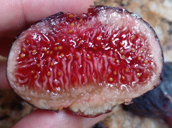 Cherry Cordial Fig Tree - 2 Cuttings - Sweet Tangy Berry Flavor Figs – figfair