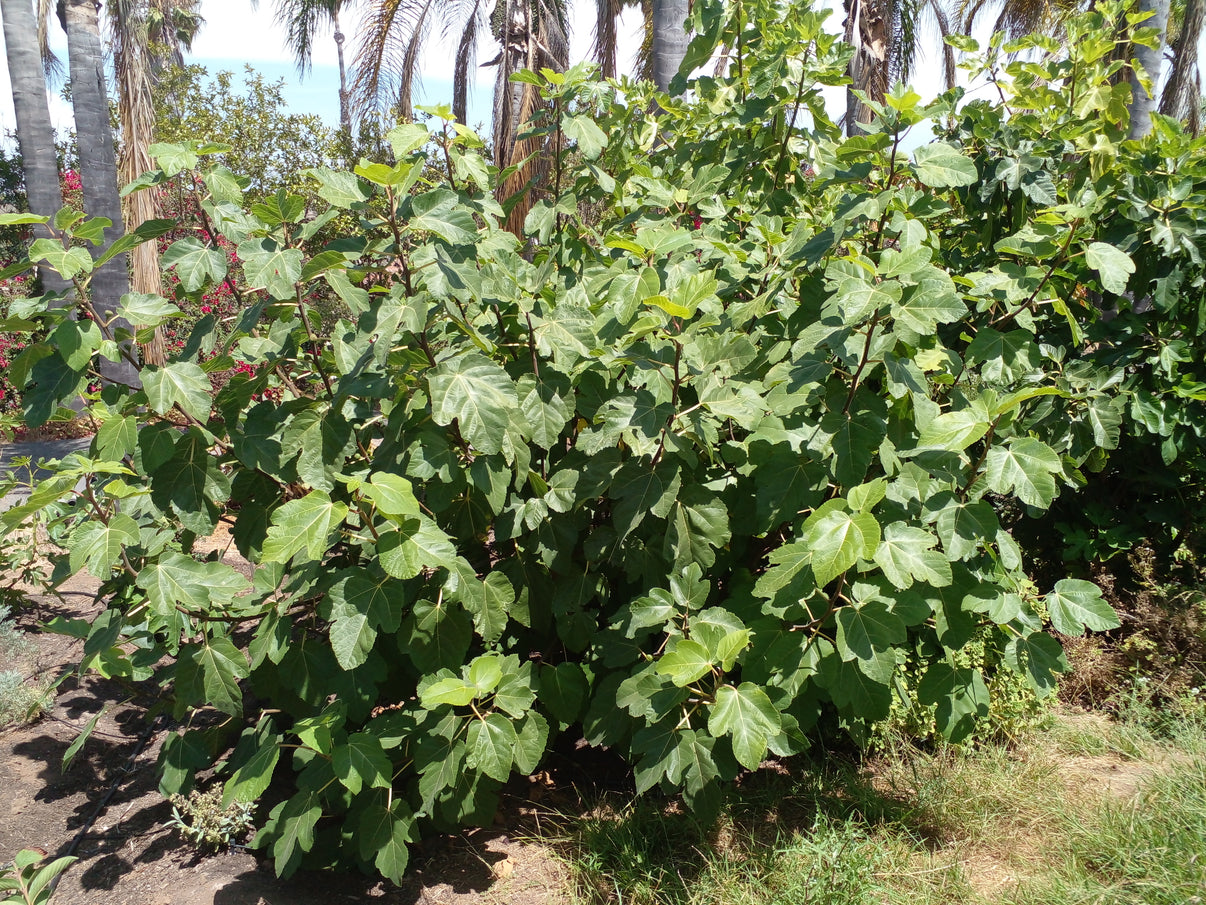 Cherry Cordial Fig Tree - 2 Cuttings - Sweet Tangy Berry Flavor Figs – figfair