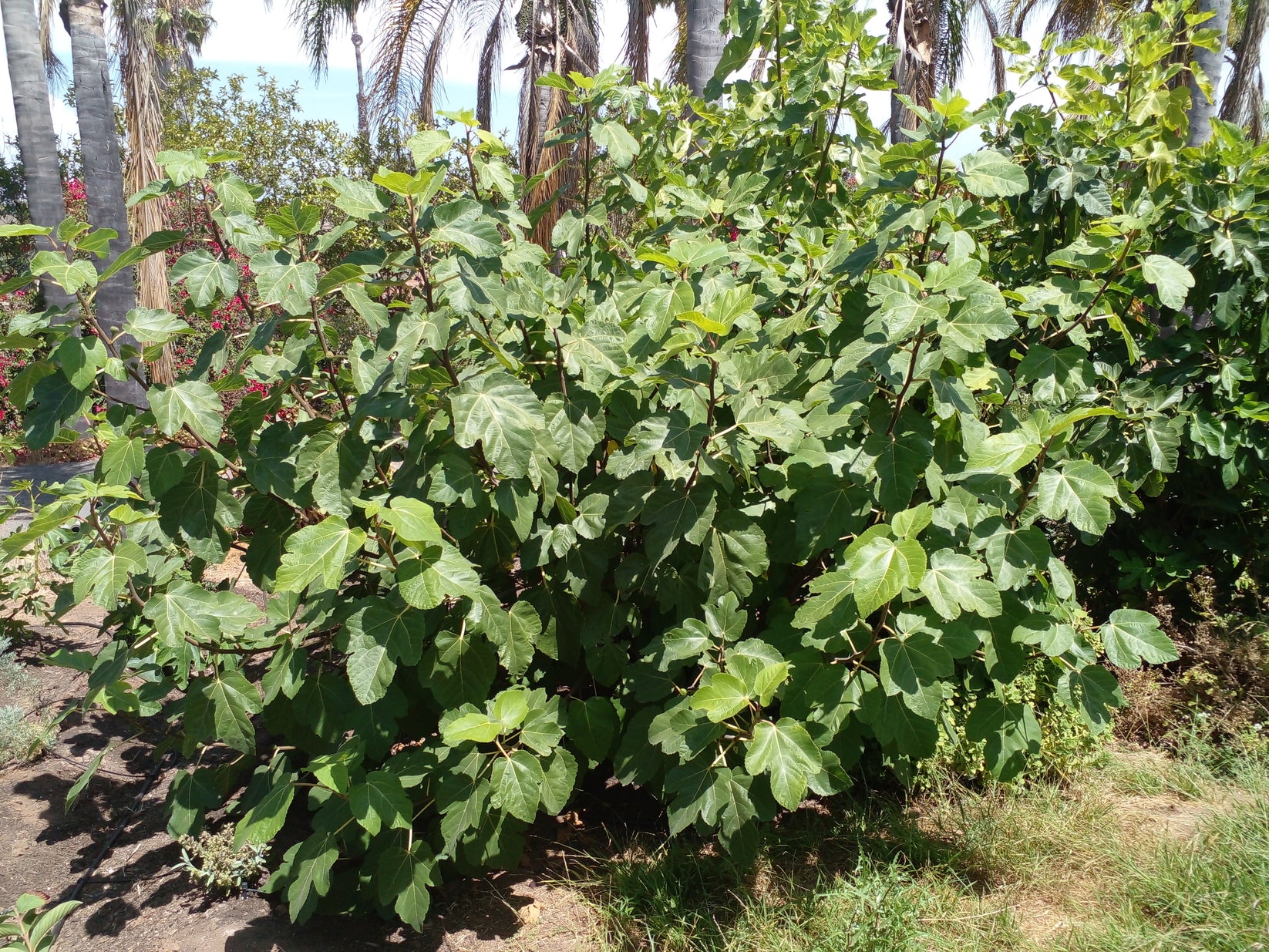 Cherry Cordial Fig Tree - 2 Cuttings - Sweet Tangy Berry Flavor Figs ...