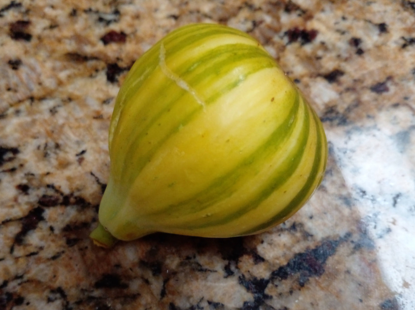 Coll De Dama Rimada Fig - 2 Cuttings - Delicious Striped Figs – figfair