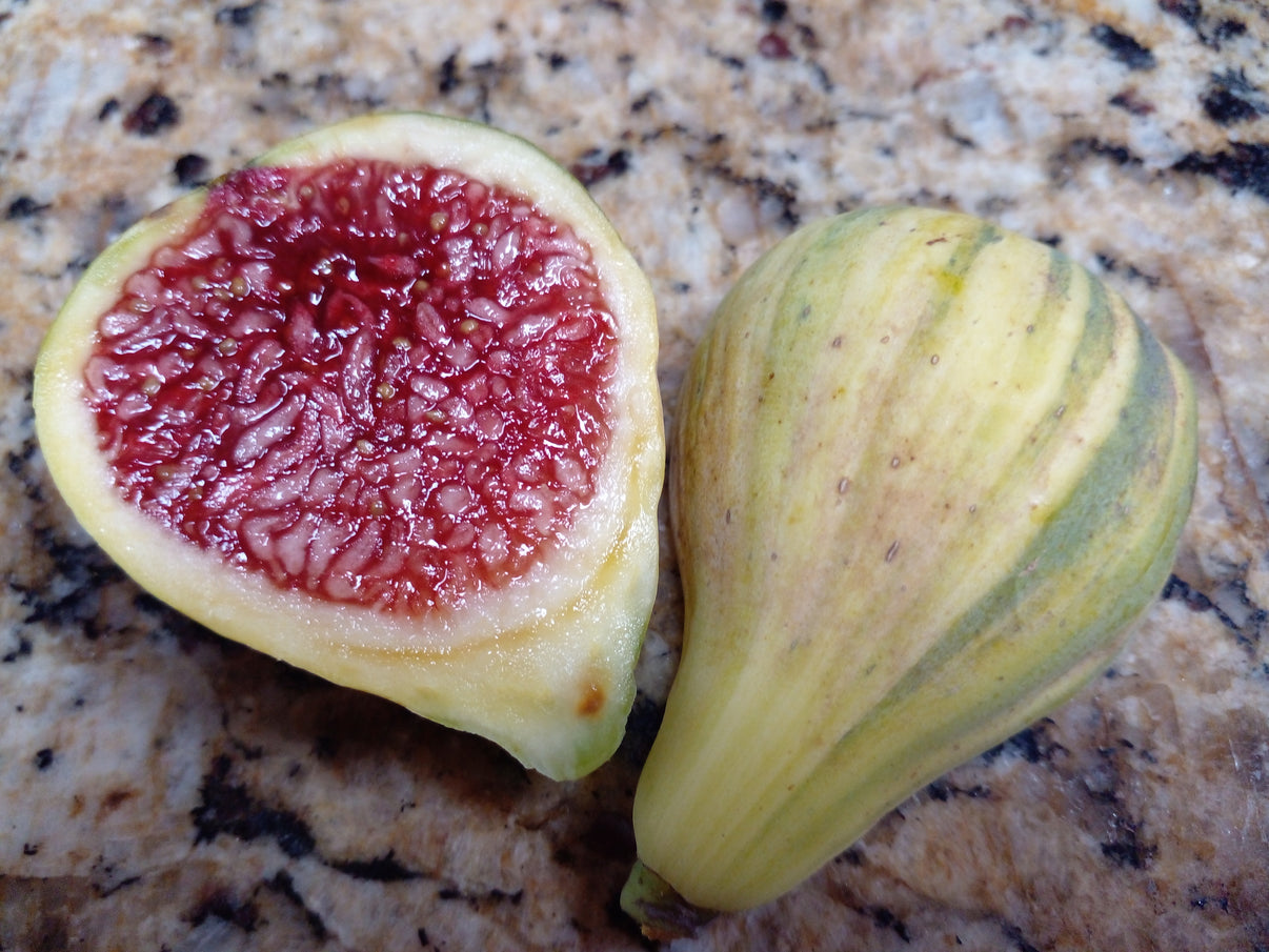 Coll De Dama Rimada Fig - 2 Cuttings - Delicious Striped Figs – figfair
