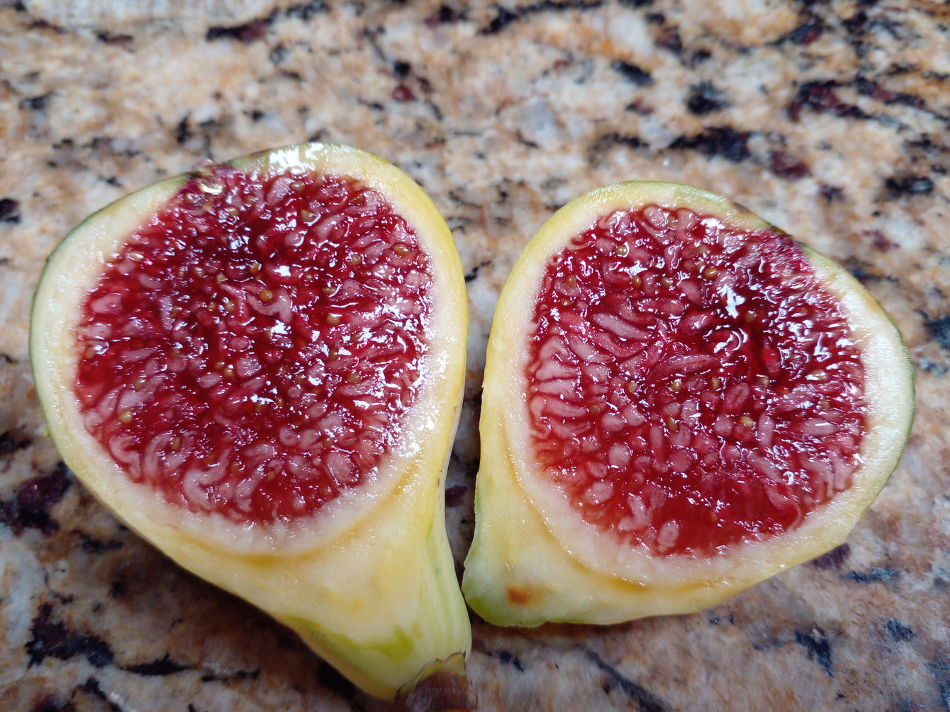 Coll De Dama Rimada Fig - 2 Cuttings - Delicious Striped Figs – figfair