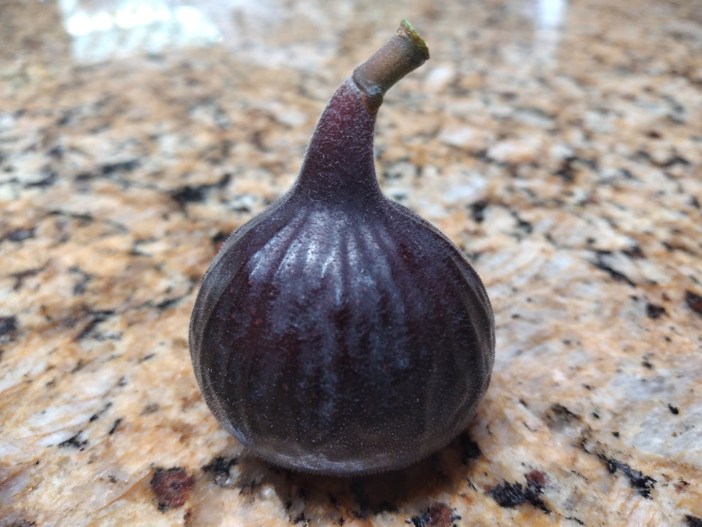 Ficus Palmata Hybrid Fig DFIC0023 - 2 Cuttings - Tasty Purple Figs – figfair