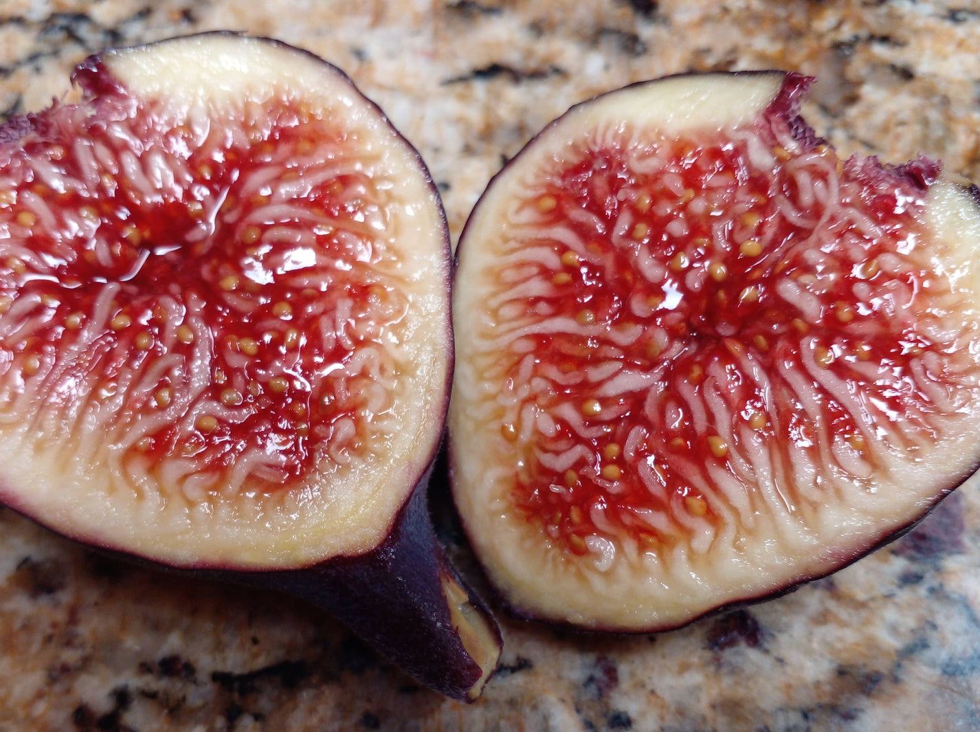 Ficus Palmata Hybrid Fig DFIC0023 - 2 Cuttings - Tasty Purple Figs ...