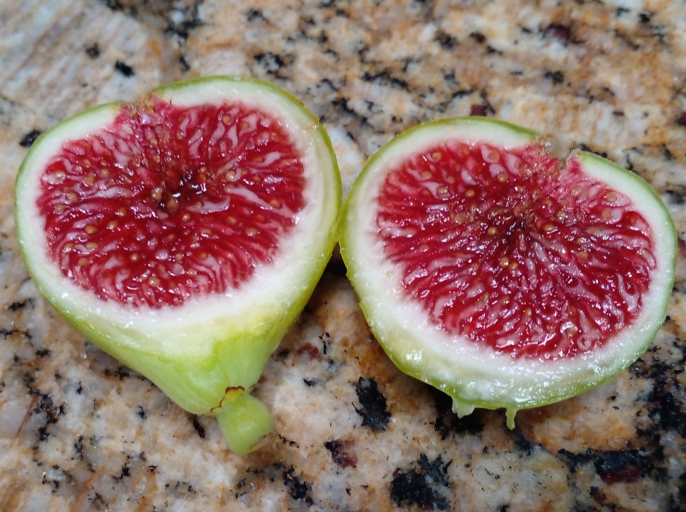 Figoin Fig - 2 Cuttings - Top-Tier Variety with Delicious Intense Berr ...