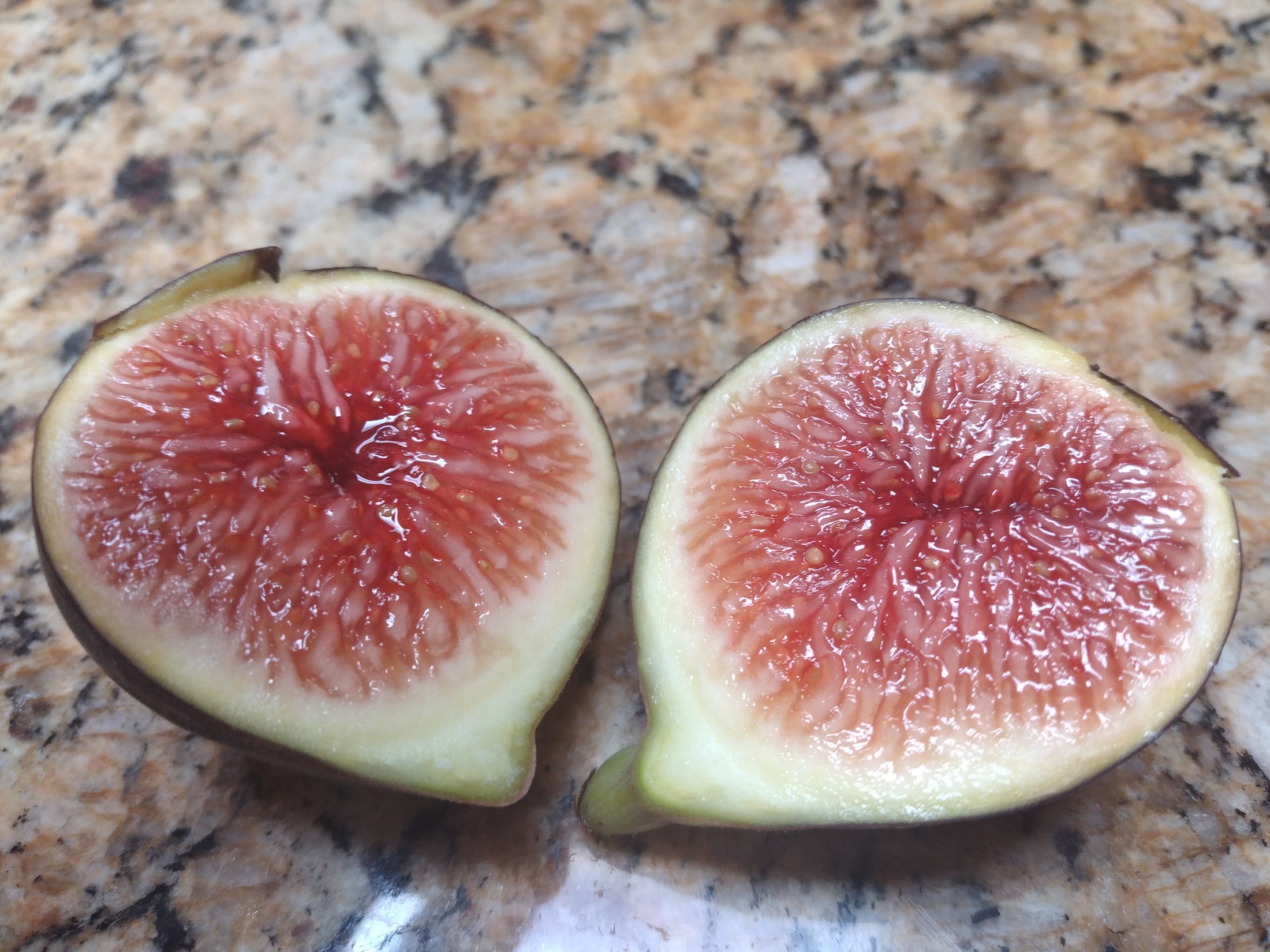 Italian 258 Fig Tree - 2 Cuttings - i-258 Tasty Purple Figs i258 – figfair