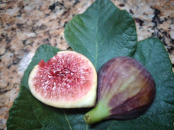 Italian 258 Fig Tree - 2 Cuttings - i-258 Tasty Purple Figs i258 – figfair