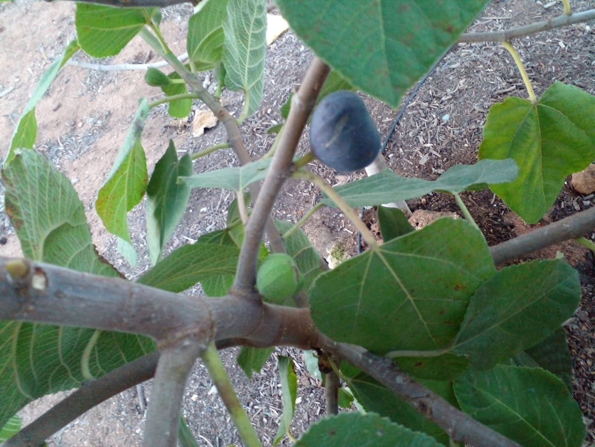 Iraqi Fig - 2 Cuttings - Ficus Palmata - Tasty Figs - Fuzzy Heart-Shap – figfair