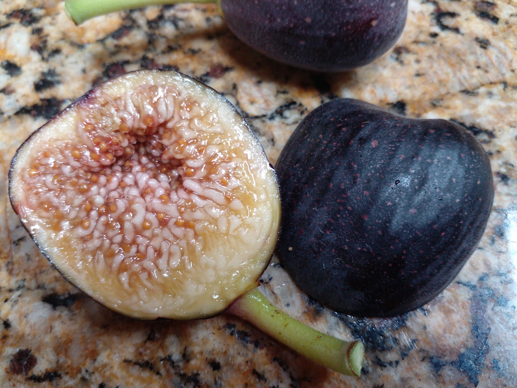 Iraqi Fig - 2 Cuttings - Ficus Palmata - Tasty Figs - Fuzzy Heart-Shap ...
