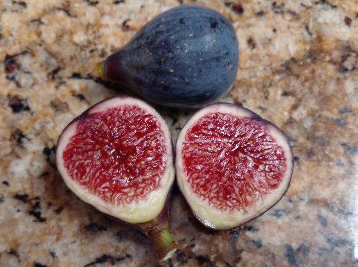 Fig Cuttings – figfair