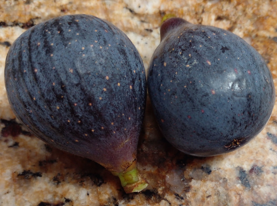 Fig Cuttings – figfair